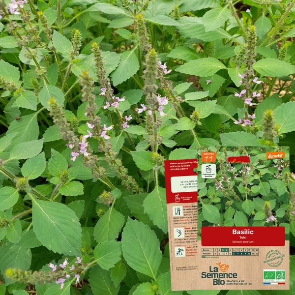 BASILIC Tulsi Bio