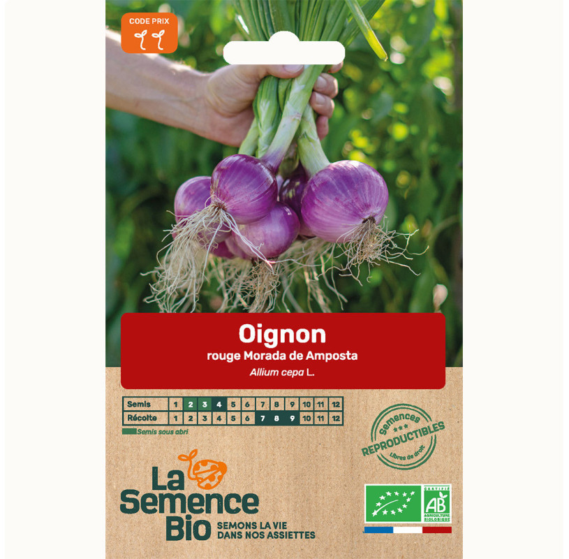 OIGNON rouge Morada de Amposta - Graines Bio, Reproductibles