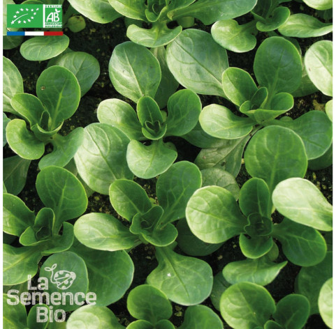 MÂCHE Vit - Graines Bio, Reproductibles