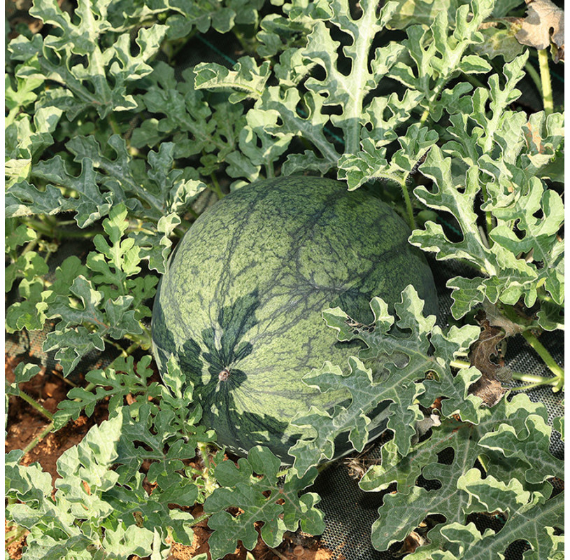 PASTÈQUE Sugar Baby - Graines Bio, Reproductibles