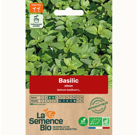 BASILIC citron - Graines Bio, Reproductibles
