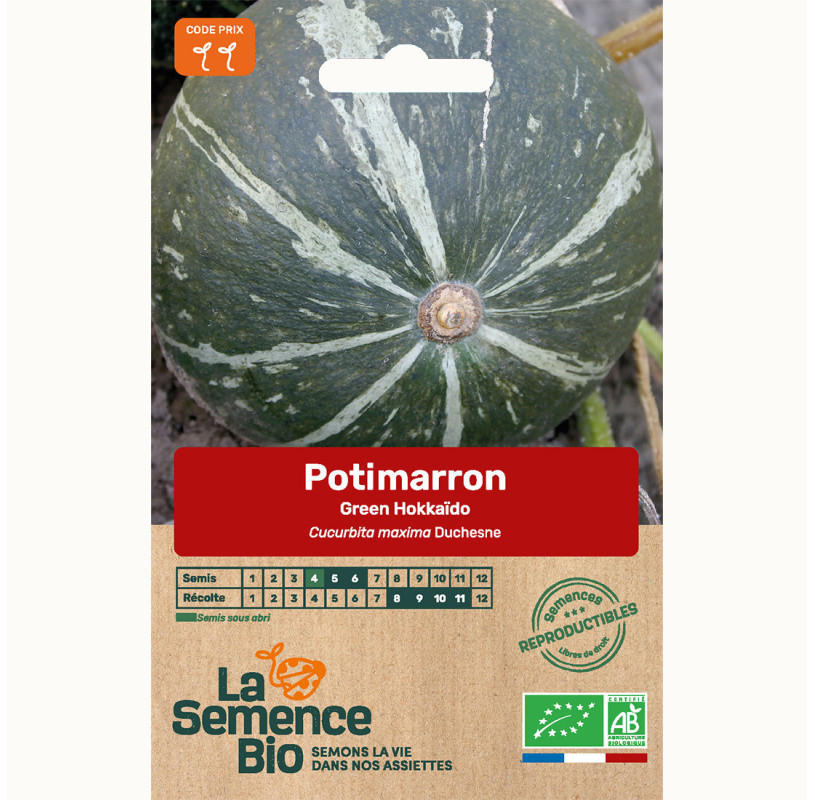 POTIMARRON Green Hokkaïdo - Graines Bio, Reproductibles