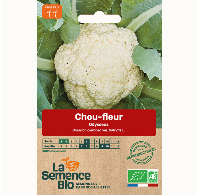 CHOUX - Graines Bio, Reproductibles