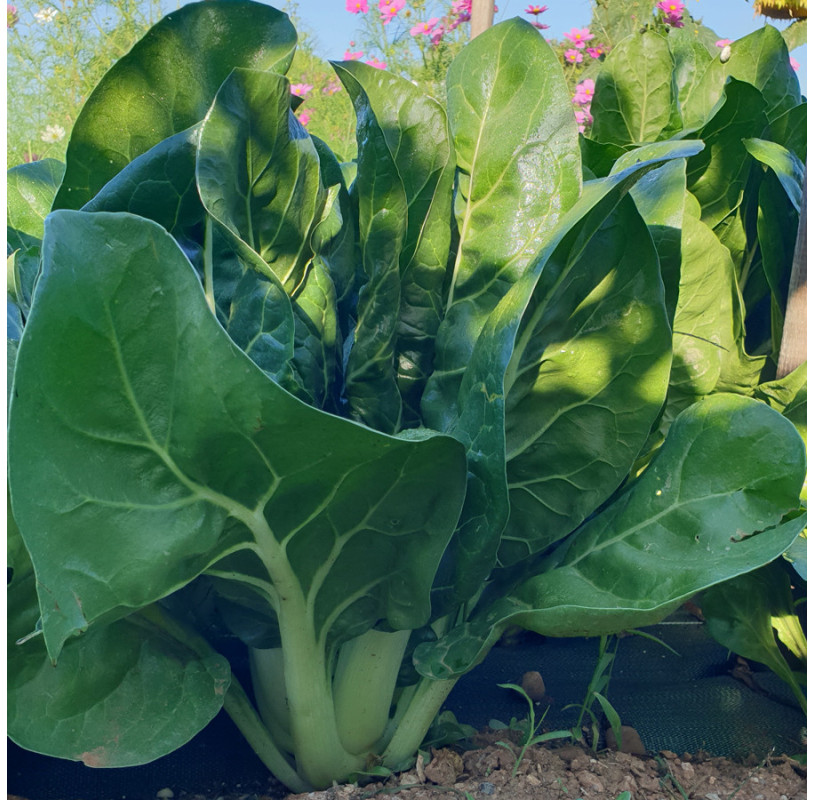BLETTE Compacta verde - Graines Bio, Reproductibles