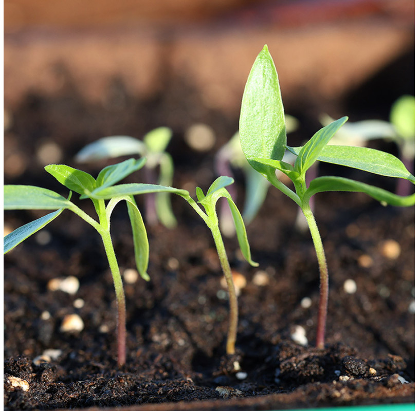 PIMENT Bonbon Pfefferoni - Graines Bio, Reproductibles