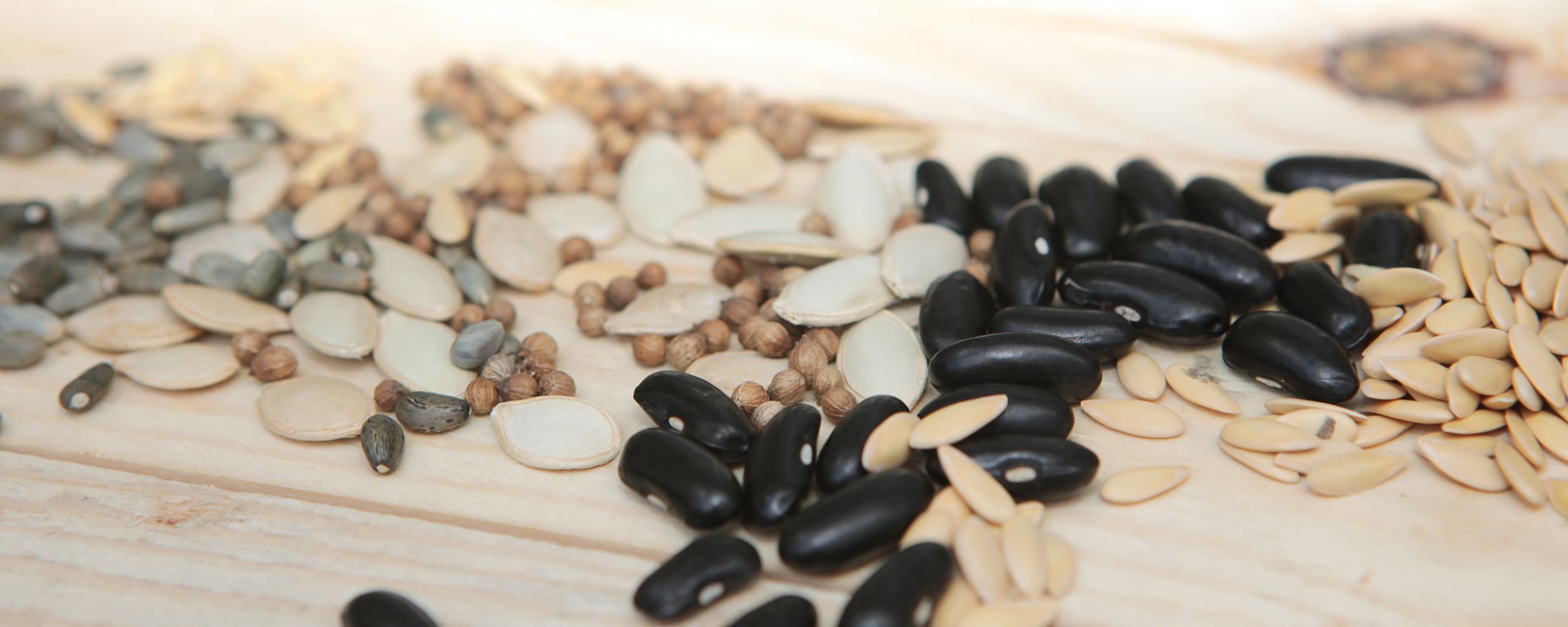 La Semence Bio a 20 ans ! - La Semence Bio