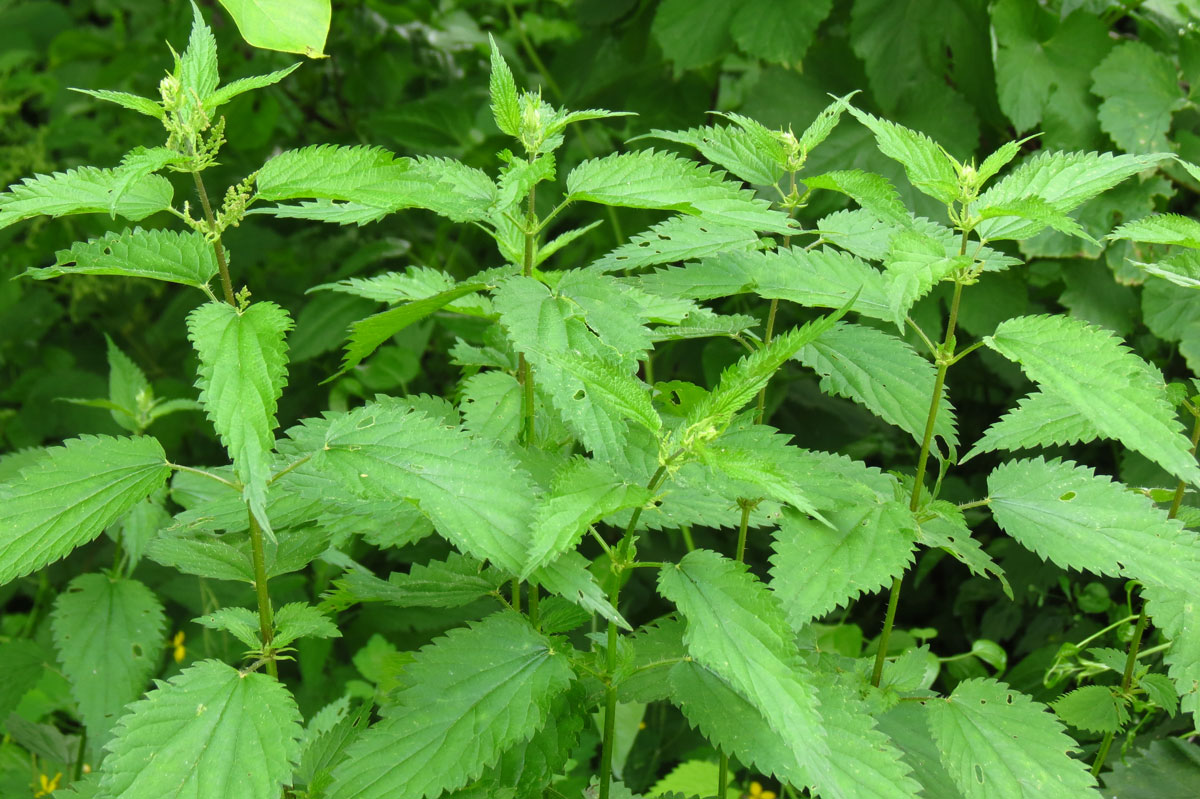 Zoom sur l'ortie - La Semence Bio
