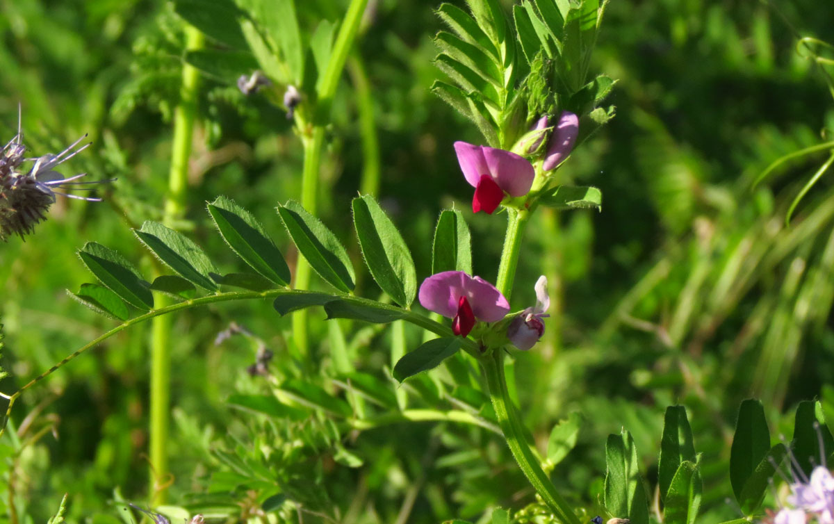 Les engrais verts - La Semence Bio