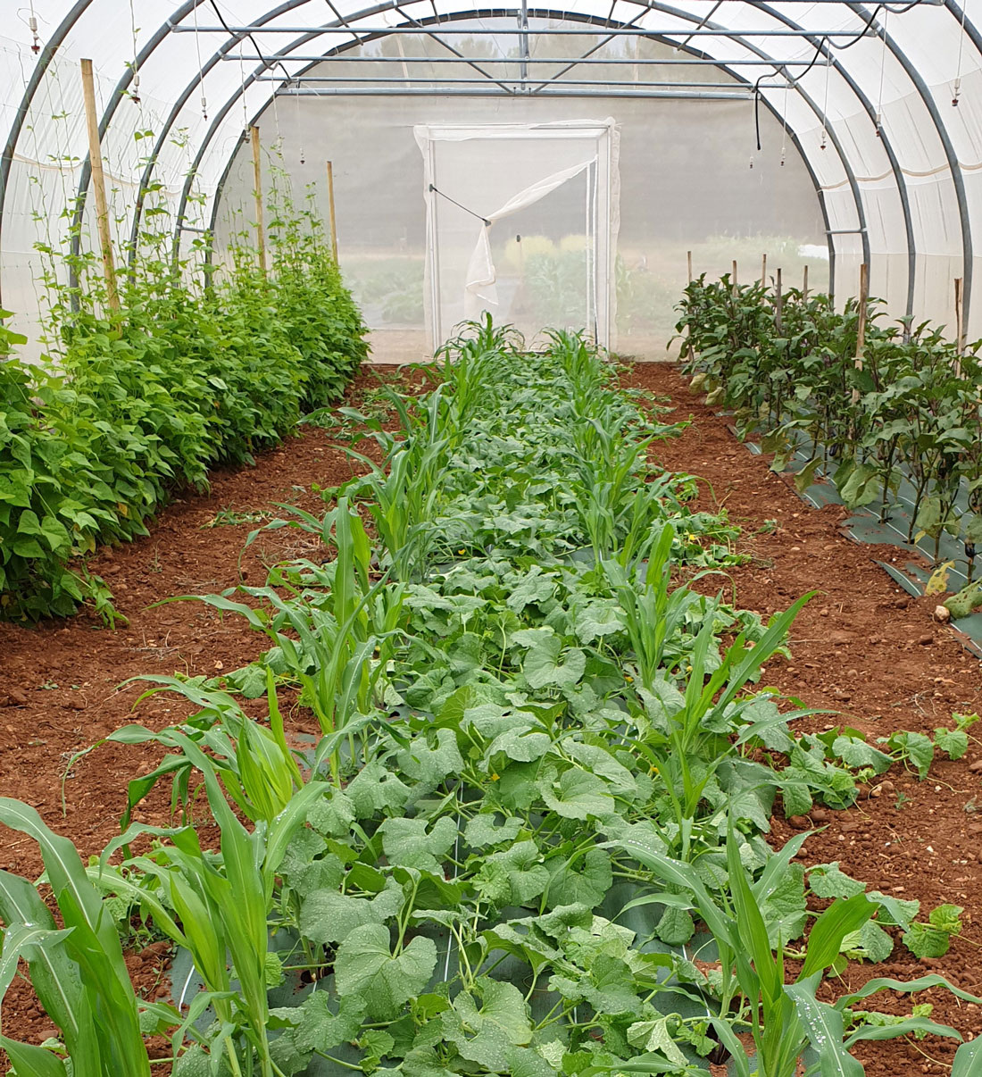 Notre ferme semencière : juillet - La Semence Bio