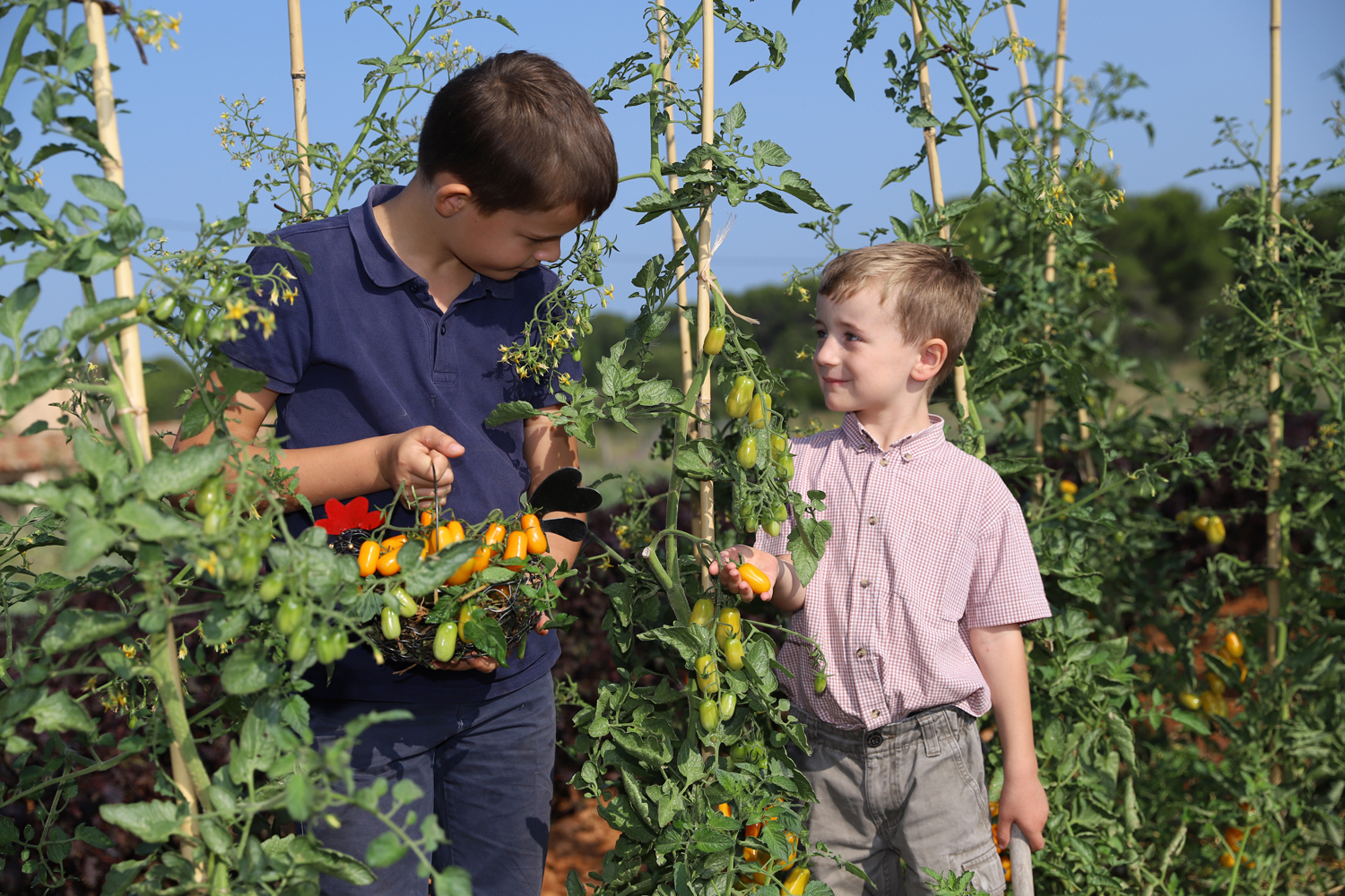 Au potager avec les enfants ! - La Semence Bio