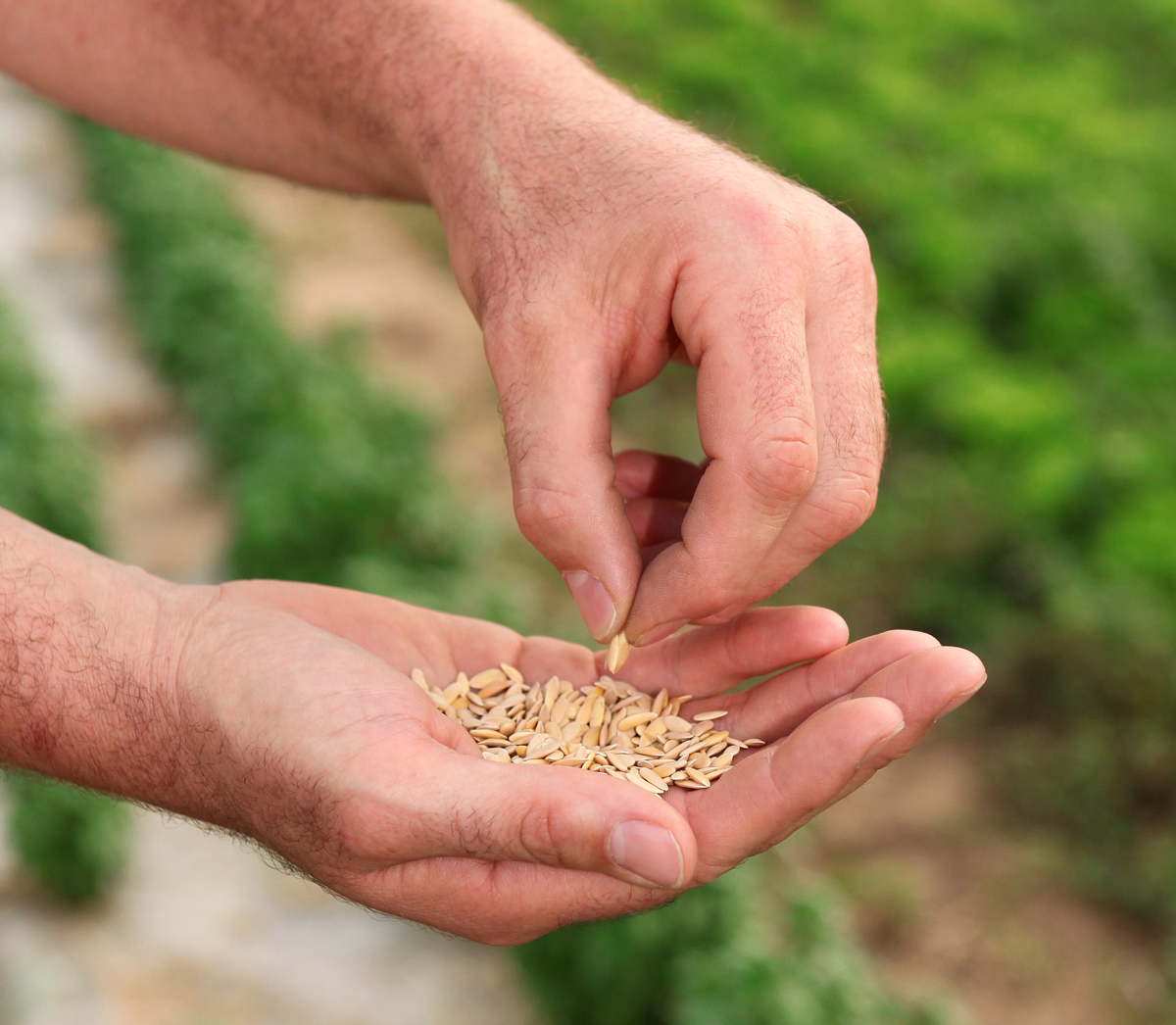 Quels labels pour nos semences ? - La Semence Bio