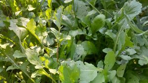 Les altises au potager : identifier, comprendre et protéger vos ...