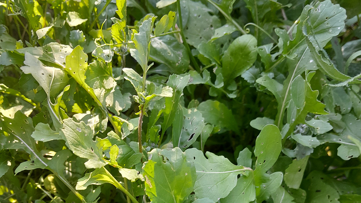 Les altises au potager : identifier, comprendre et protéger vos ...